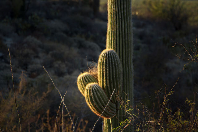 Saguaro pictures | Curated Photography on EyeEm