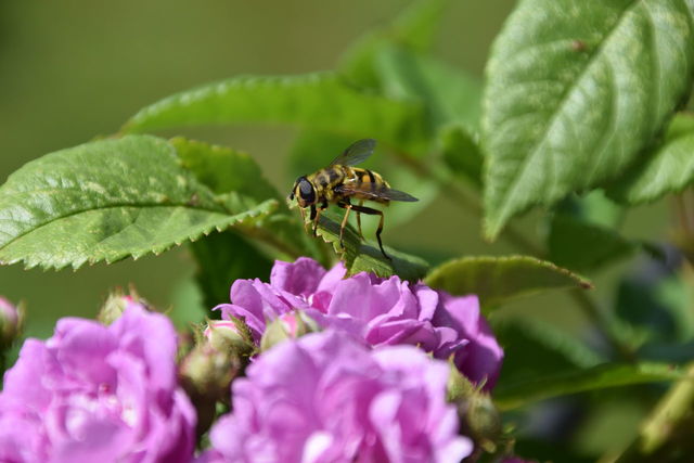 Close-up of insect on flower | ID: 88014162