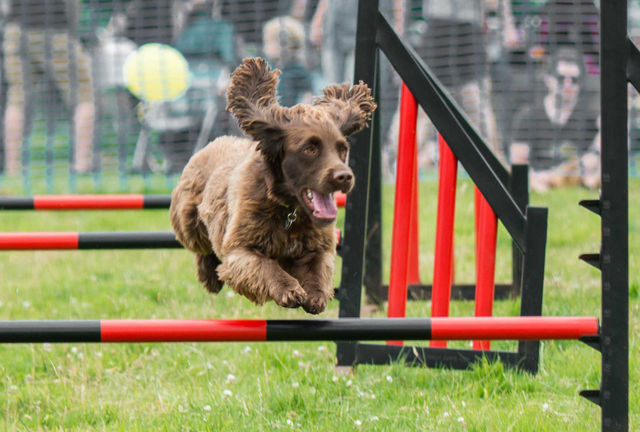 Front view of dog jumping over pole | ID: 91302537