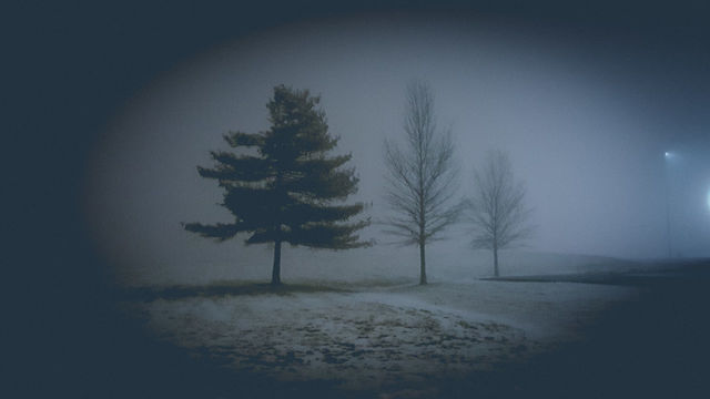 View of trees in the dark | ID: 81274317