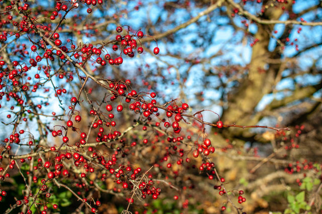 Low angle view of cherry blossoms in spring | ID: 207100057