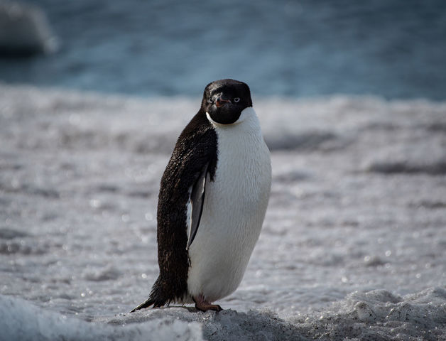 Adelie penguin staring off into the distance | ID: 187965593