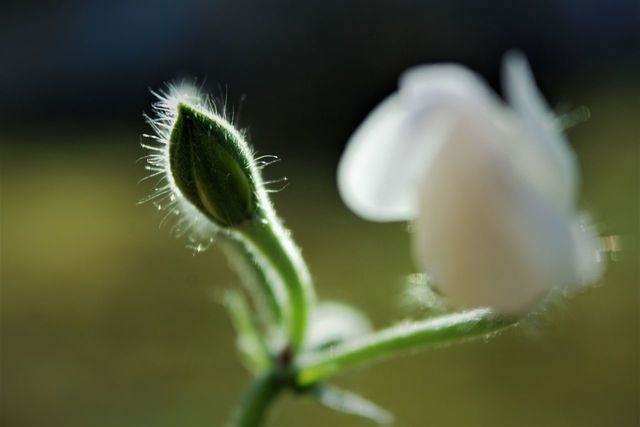 Close-up of white flower bud | ID: 152081596
