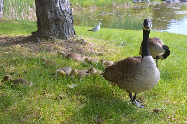 View of ducks on field | ID: 123919130