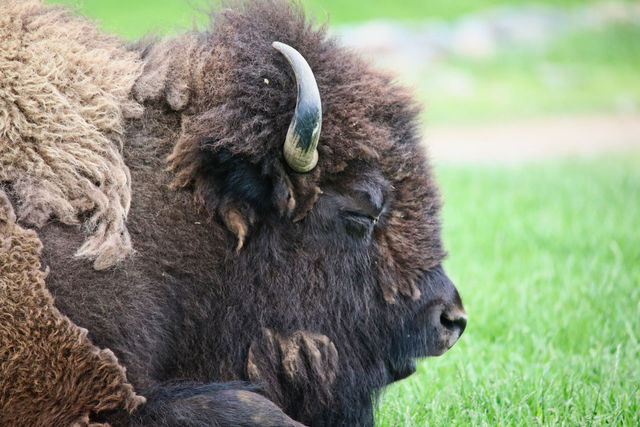 View of lion in the field | ID: 141295422