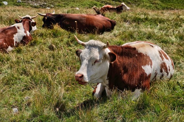 mammal 195505671 | Beautiful photography on EyeEm