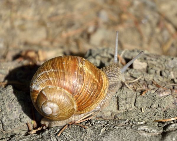 Close-up of snail on rocks | ID: 147559108