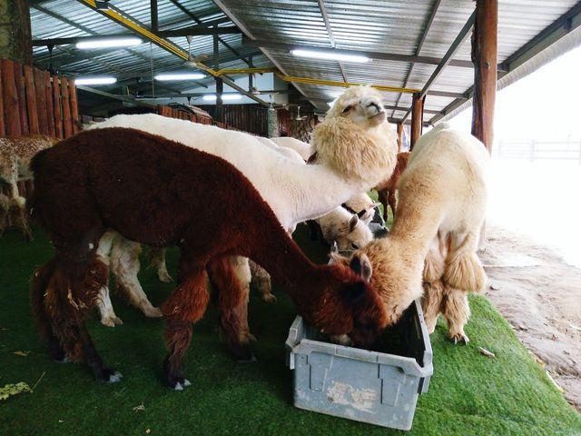 Alpacas eating from trough at shed | ID: 111813179