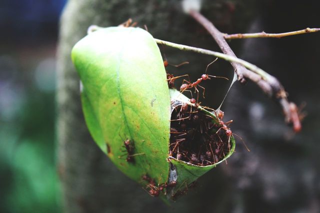 Close-up of ants on leaf | ID: 142591142