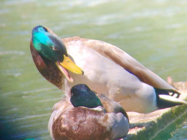 Close-up of duck | ID: 158431766