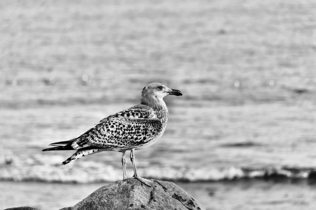 Close-up of bird perching on rock at shore | ID: 94209023