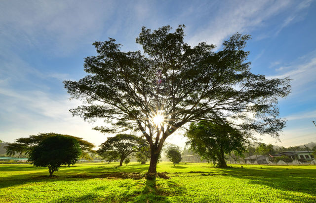 Trees on field against sky | ID: 117955031