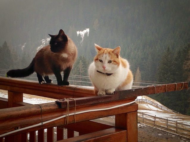 Close-up of cats on railing against trees | ID: 101369768