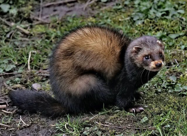 High angle view of lion on field | ID: 133932579