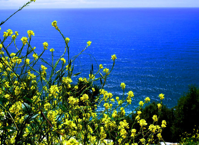 Close-up of yellow flowers against sea | ID: 103291093