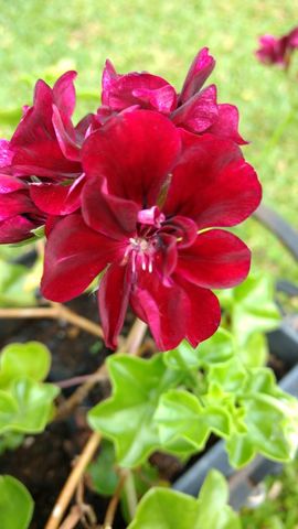 Close-up of red flower | ID: 100633401