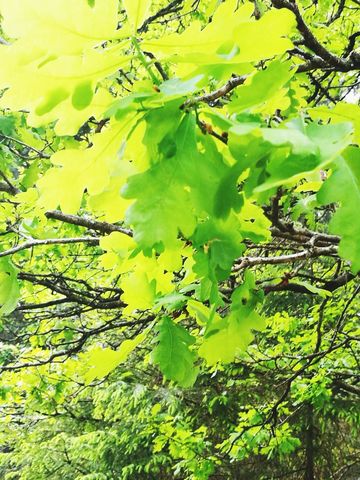 Close-up of tree branches | ID: 106140649