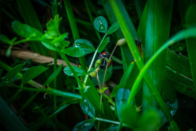 Close-up of insect on leaf | ID: 141301976