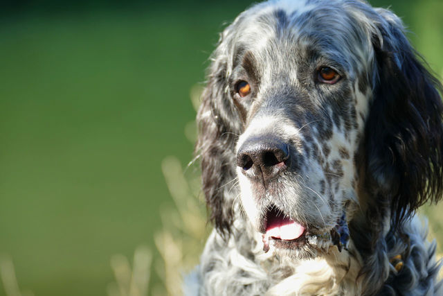 Portrait of blue belton english setter dog, | ID: 165107965
