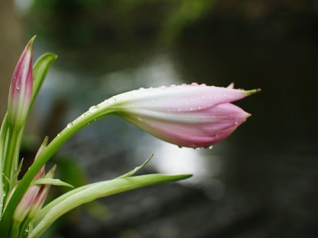 Close-up of flower bud growing outdoors | ID: 83130135