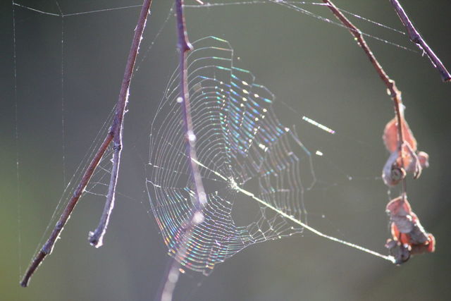 Low angle view of spider on web | ID: 104356809