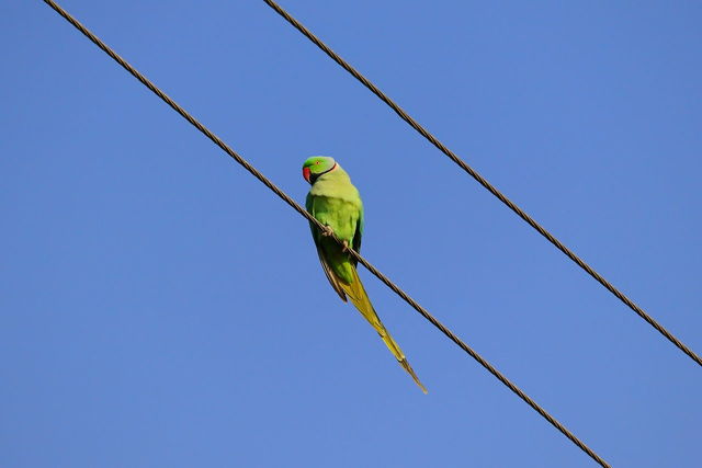 Low angle view of parrot perching on cable | ID: 158500694