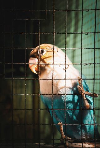 Birds Prison pictures | Curated Photography on EyeEm