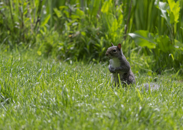 Squirrel in a field | ID: 123986930