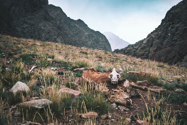 Dead animal on field | ID: 117831949