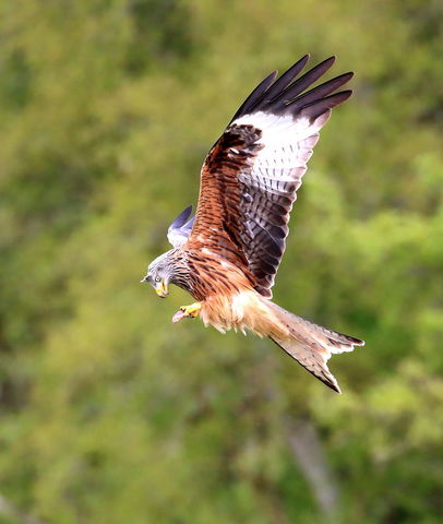 Close-up of hawk flying | ID: 104839059