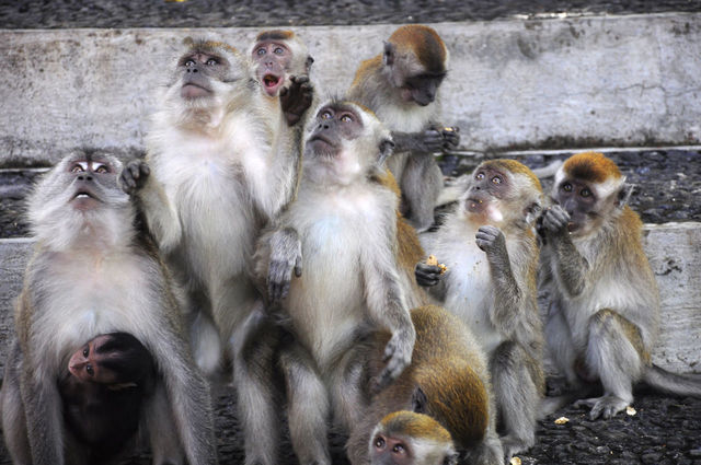 Close-up of monkeys looking up while | ID: 105802243
