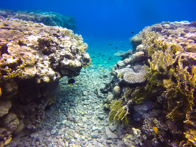 View of fish underwater | ID: 145692730