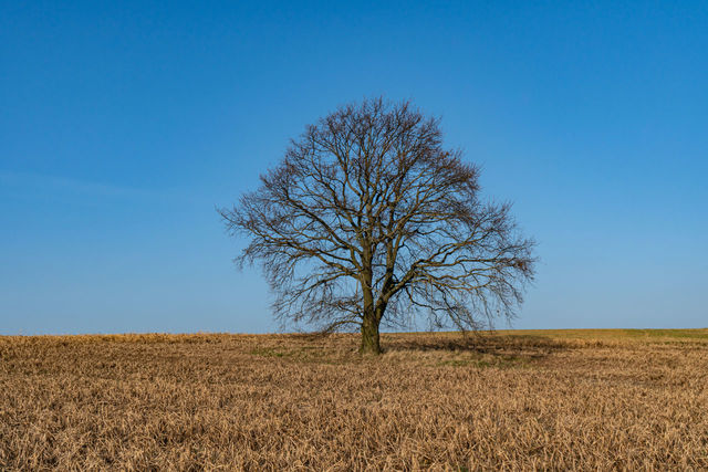 Tree on field against clear sky | ID: 155070693