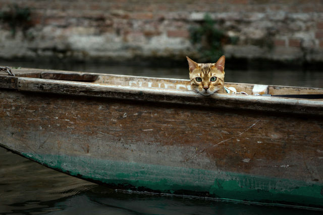 Portrait of a cat, a cat punting on the | ID: 197090792