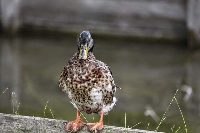 Duck out of water | ID: 198509025