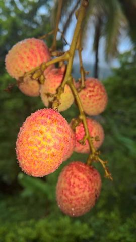 fruit 209016247 | Beautiful photography on EyeEm