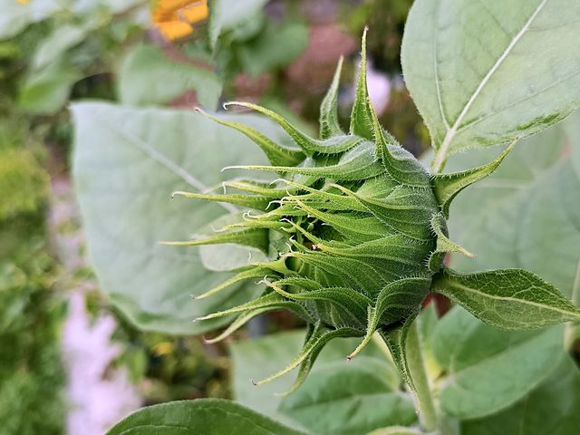 leaf 221374820 | Beautiful photography on EyeEm