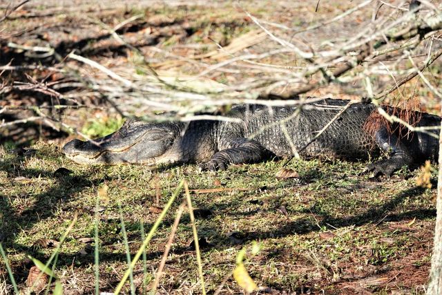 View of lizard in the field | ID: 157650301
