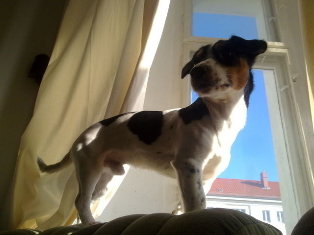 Low angle view of dog standing against window | ID: 45802