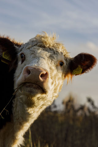 Cow looking shocked in a meadow during | ID: 169716427