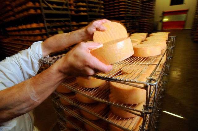 Quality control in the process of cheese | ID: 168113649