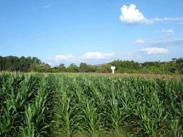 Scenic view of field against sky | ID: 109281384