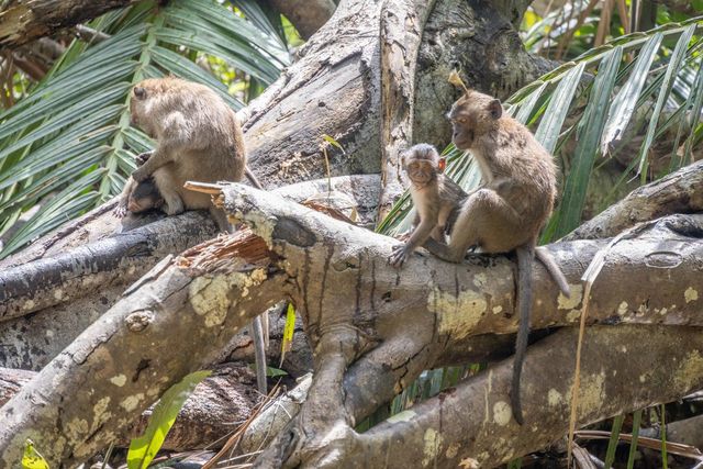 Monkey sitting on tree in forest | ID: 166305422