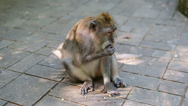 Monkey Behaviour pictures | Curated Photography on EyeEm