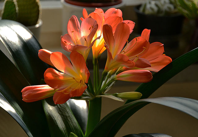 Close-up of tulip blooming outdoors | ID: 117539160