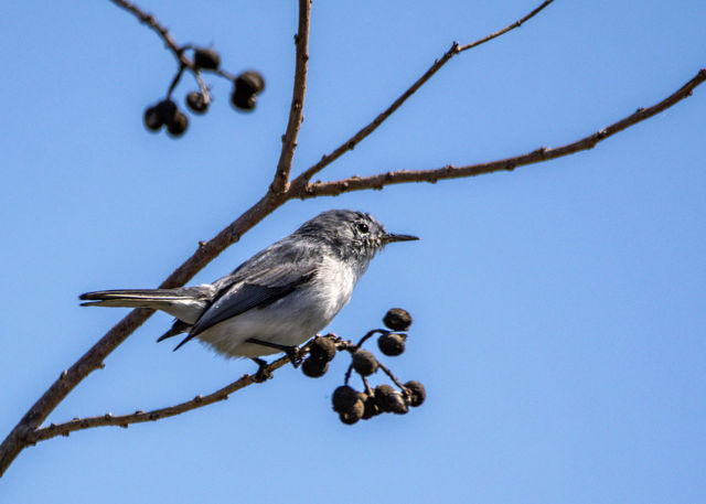 Low angle view of bird perching against | ID: 198014600