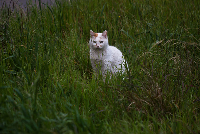 Portrait of cat on grass field | ID: 175921112