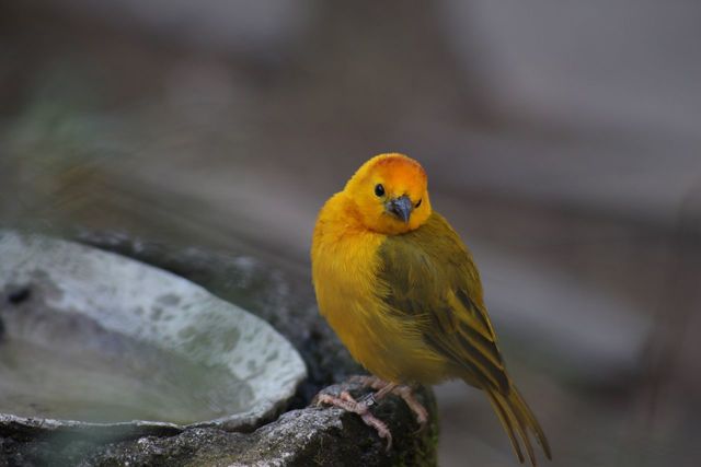 Close-up of bird perching on yellow | ID: 100825615