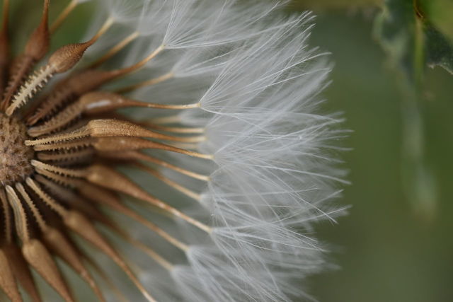 Close-up of dandelion flower | ID: 140215534