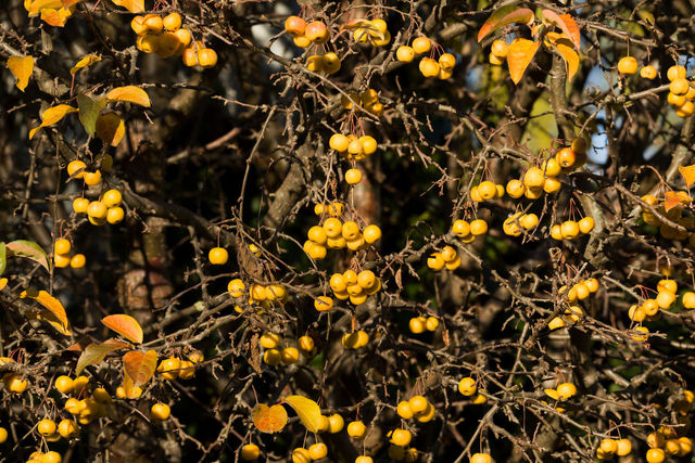 Close-up of yellow flowering tree | ID: 143482141